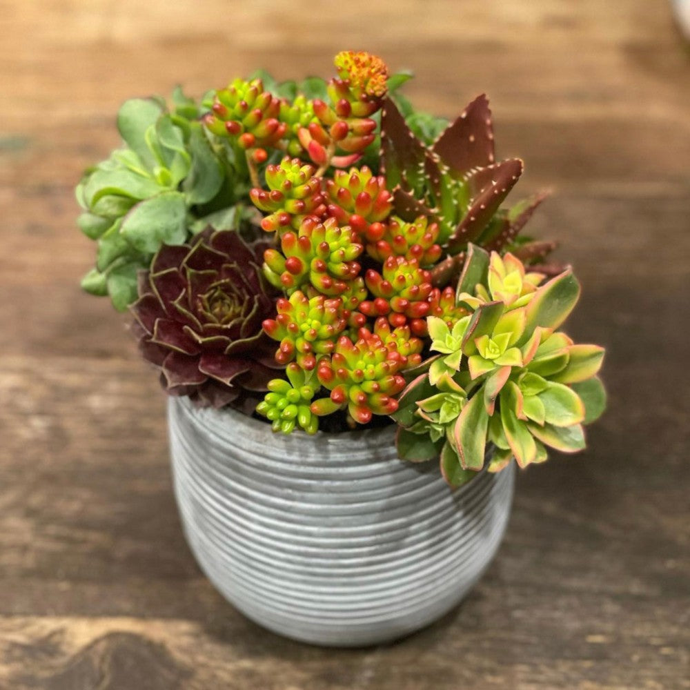 Plants – Flower Hut